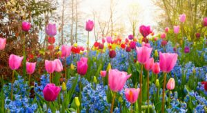 Spring Awakening: Meditation for a Rejuvenated Mind - KatharineChestnut.com